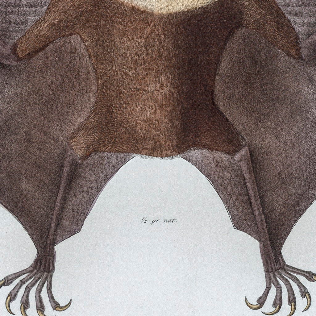 Bat (Tonga) – Australia Prints
